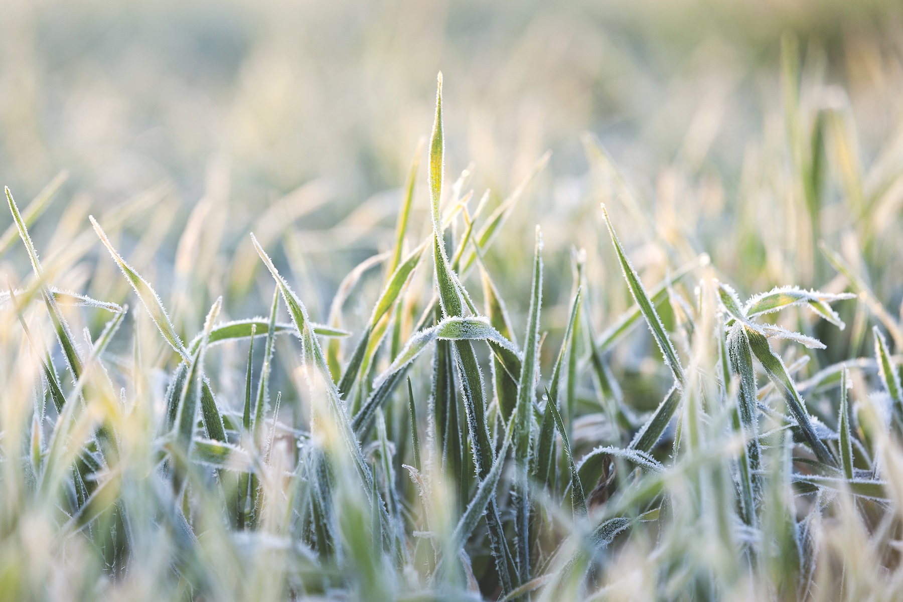 Winter Cover Crops for Vegetable Gardens – Mother Earth News